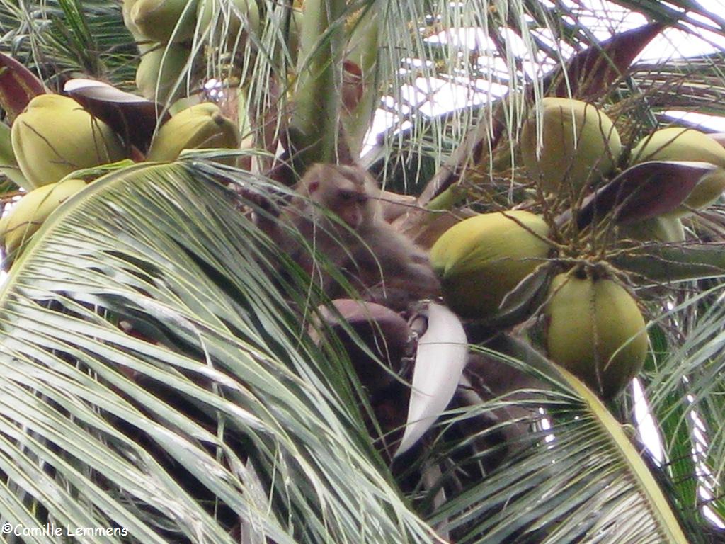 Camille's Samui Info blog: The coconut monkey at work!