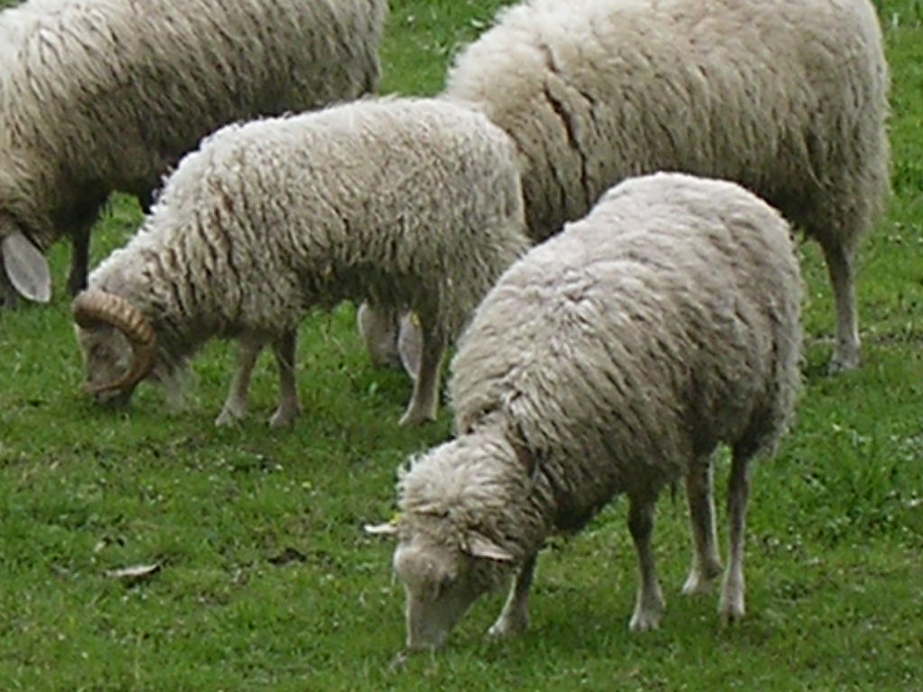 MilanoCuceTinge: dalla pecora alla lana