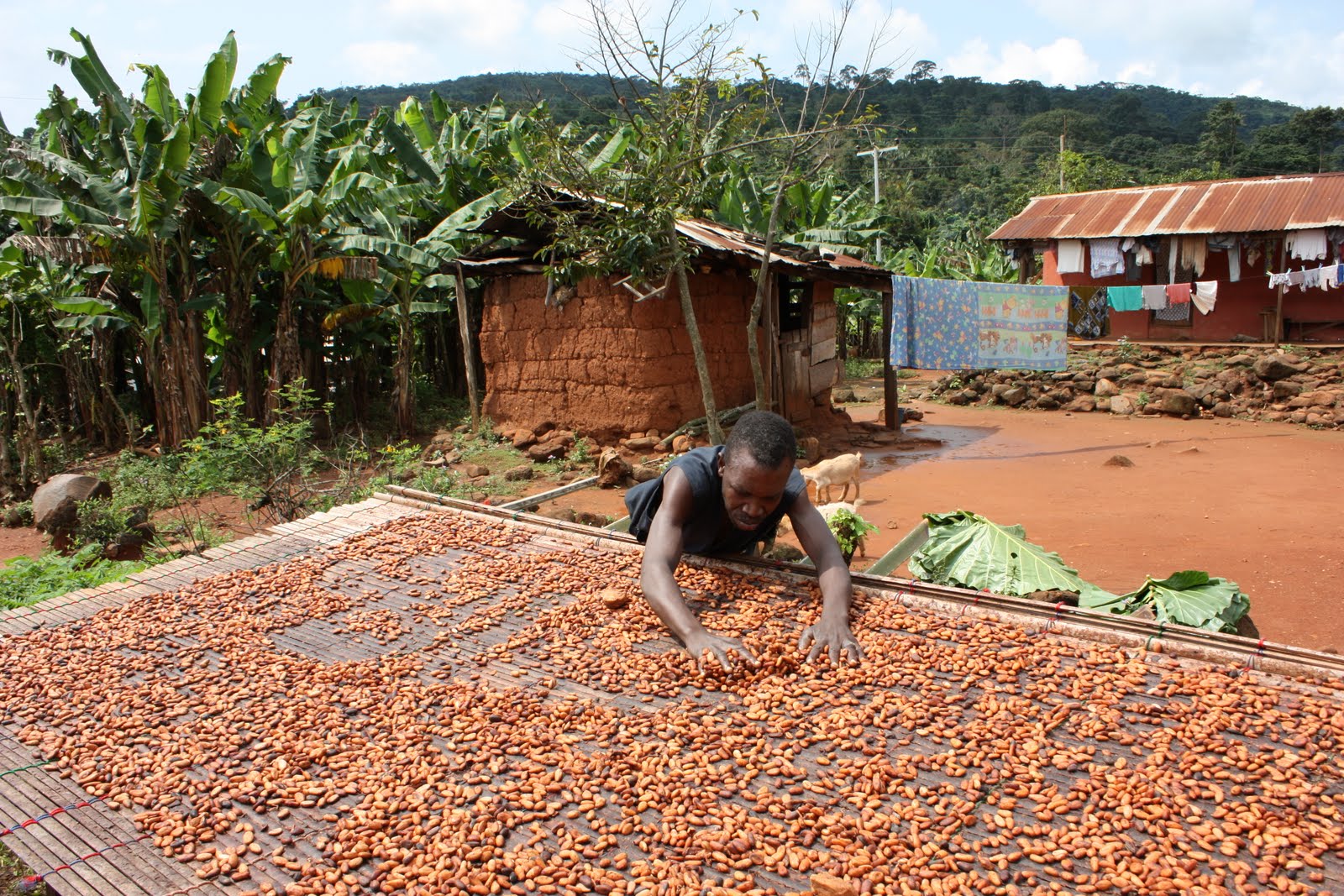 A very simple look at the start of the cocoa supply chain ...