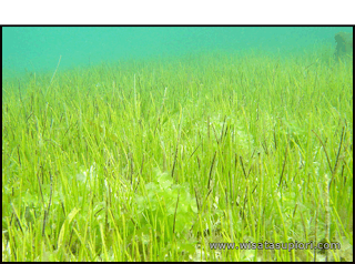 apa aja dah: padang lamun