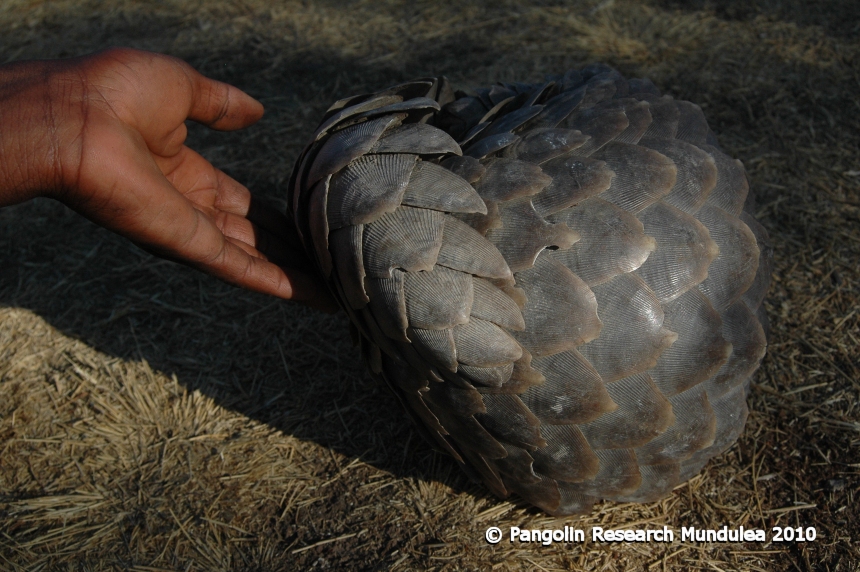Pangolin Research Mundulea: 2010