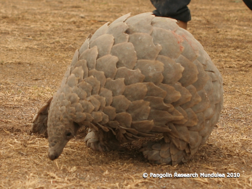 Pangolin Research Mundulea: 2010