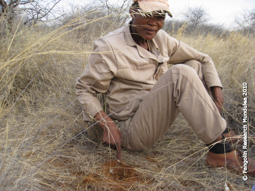 Pangolin Research Mundulea: Mapping Pangolin Feeding Sites in Mundulea