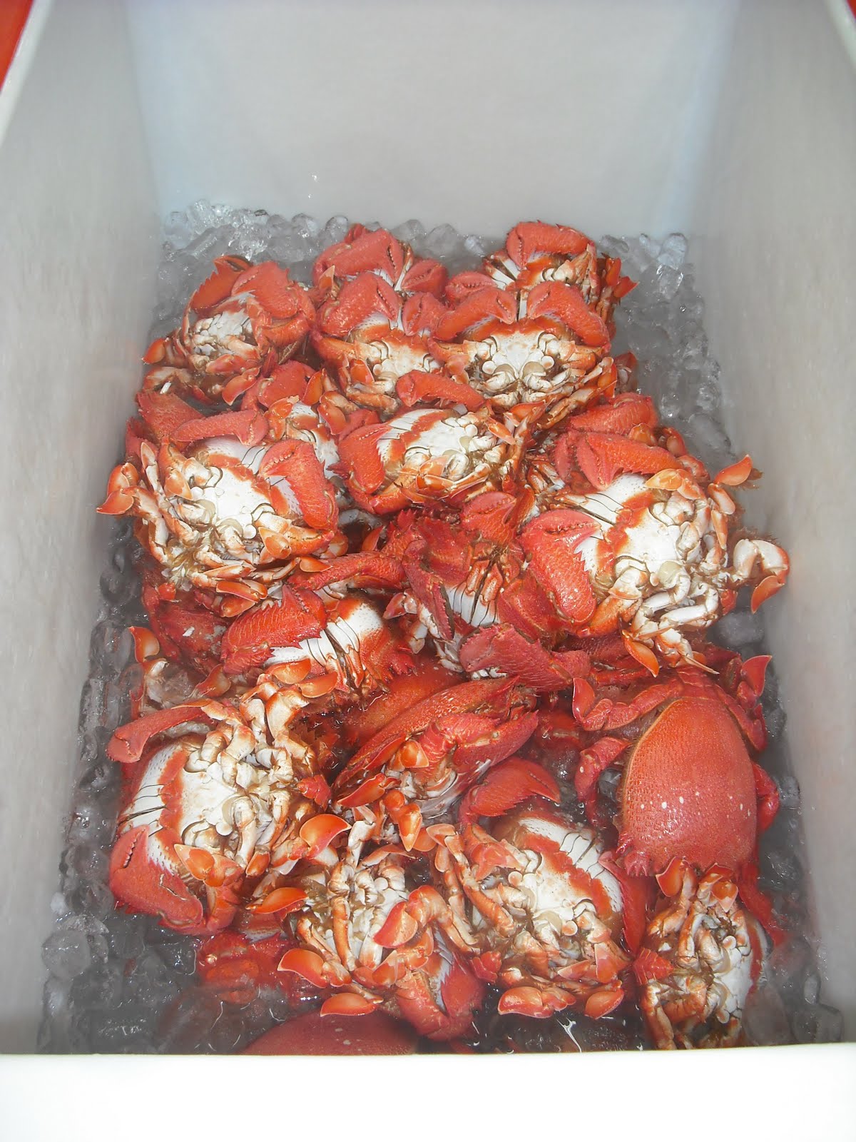 Spanner Crabs Noosa: HOW TO COOK YOUR NOOSA SPANNER CRAB