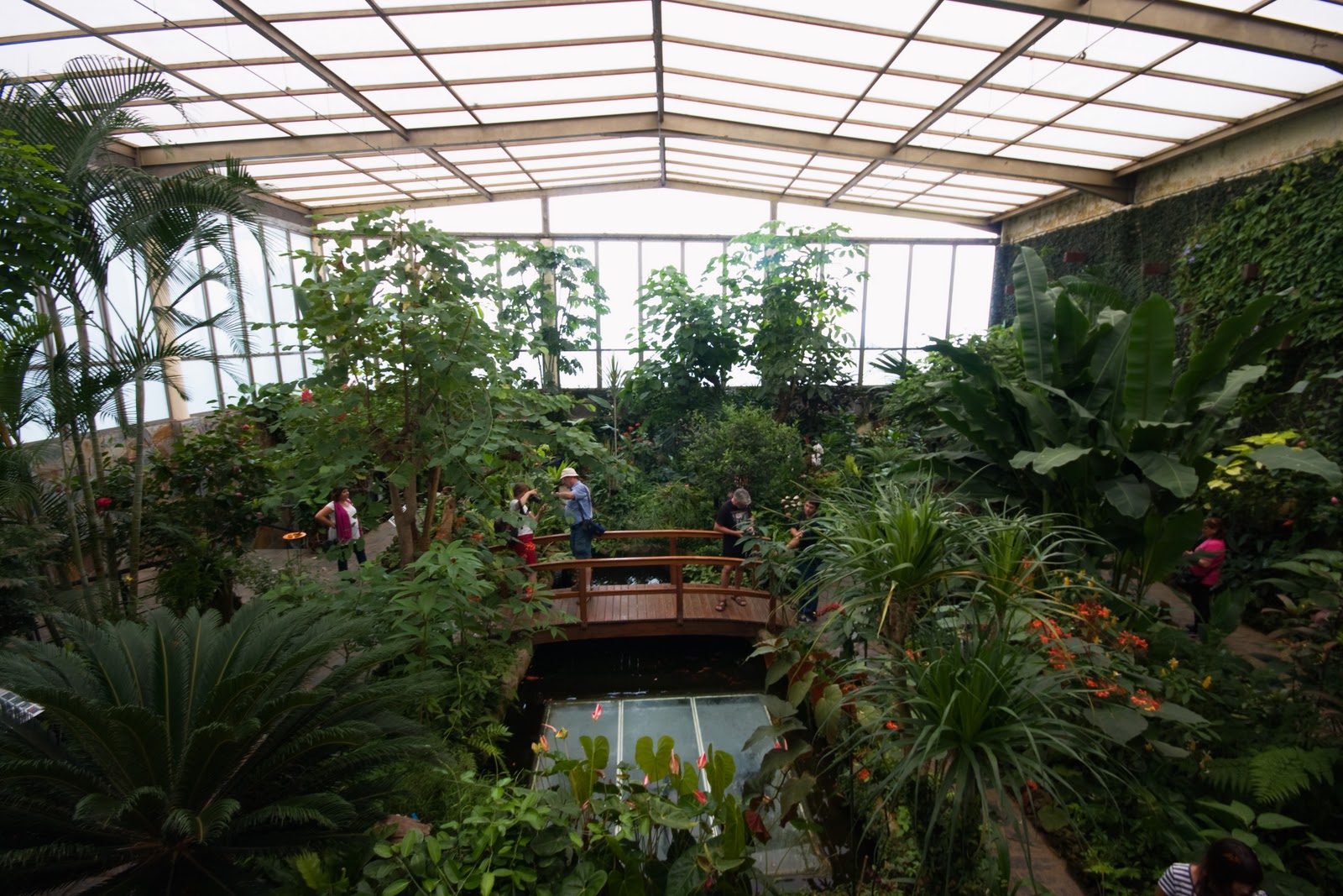 Tenerife, la isla de la eterna primavera: El Mariposario del Drago ...
