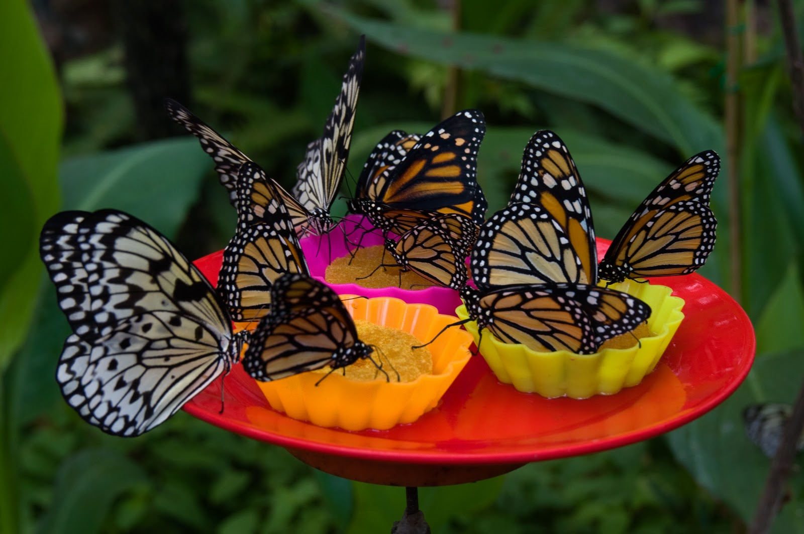 Tenerife, la isla de la eterna primavera: El Mariposario del Drago ...