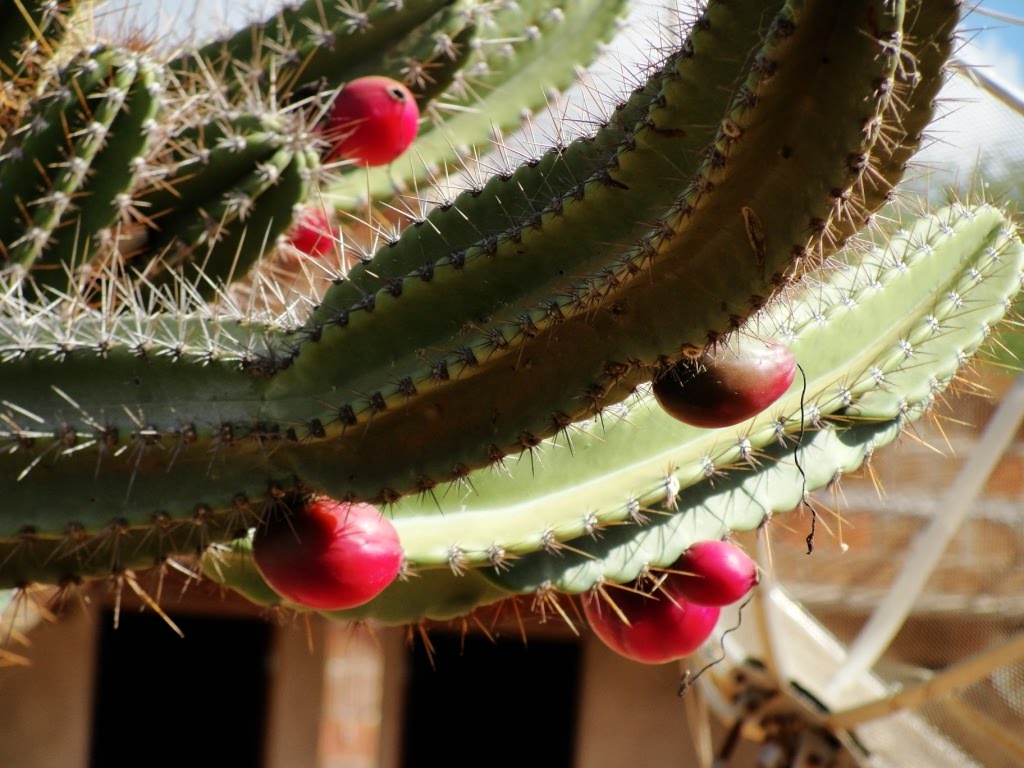 Fotografias Recordadas: Fruto do Mandacaru