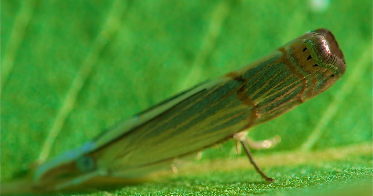 Back in the U.S.A.: Headless Wonder