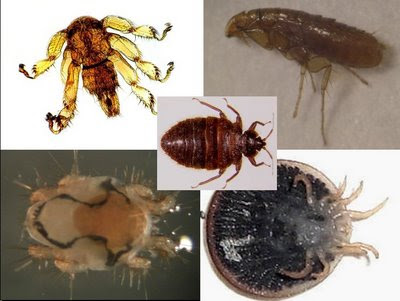 David's Bat Blog: A Conundrum of Parasites