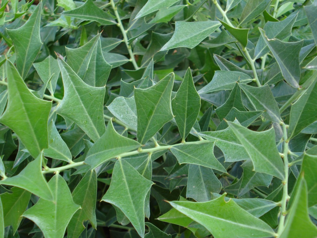 Canguçu em Cores: Cancorosa - Cancorosa-de-Três-Pontas - Jodina ...