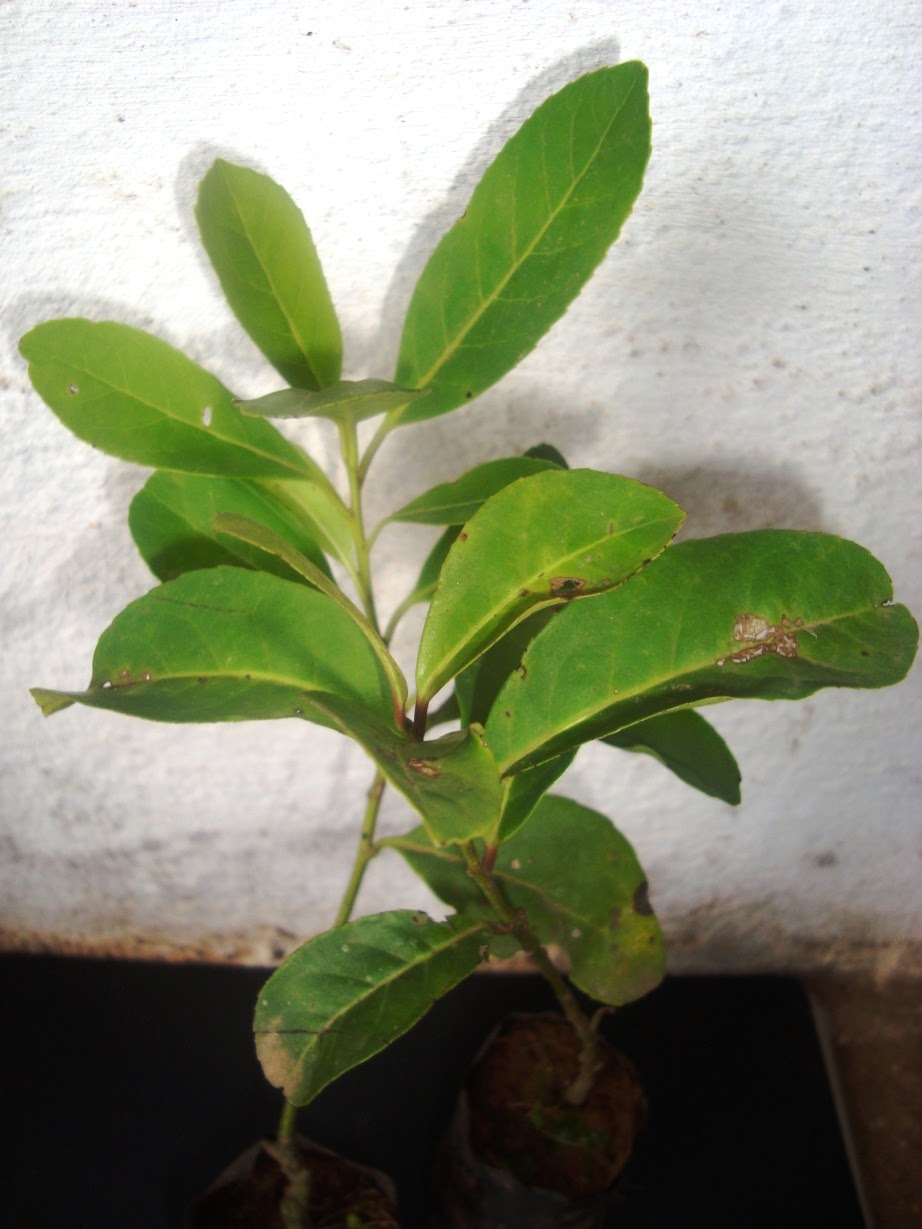 Canguçu em Cores: ERVA-MATE - ILEX PARAGUARIENSIS - ILEX MATE ...