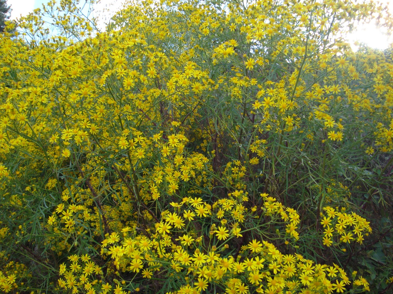 Maria Mole Planta Daninha - RETOEDU