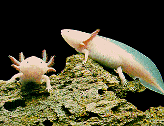 The Animalia Kingdom Site: 6 MAIN CLASS OF ANIMAL