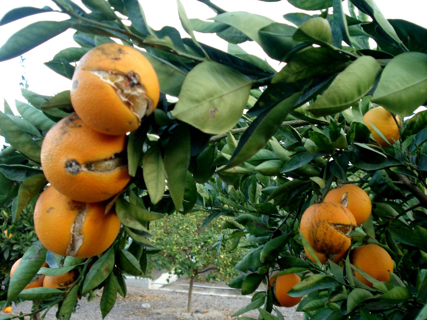 Exploring Divine Nature: You Will Know Them By Their Fruit