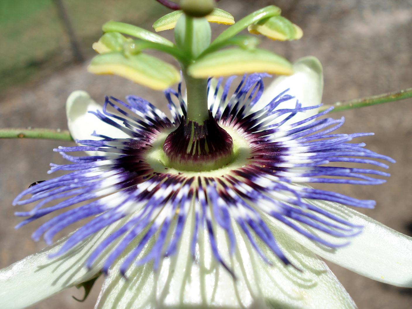 Living Charlotte Mason In California Blue Passion Vine