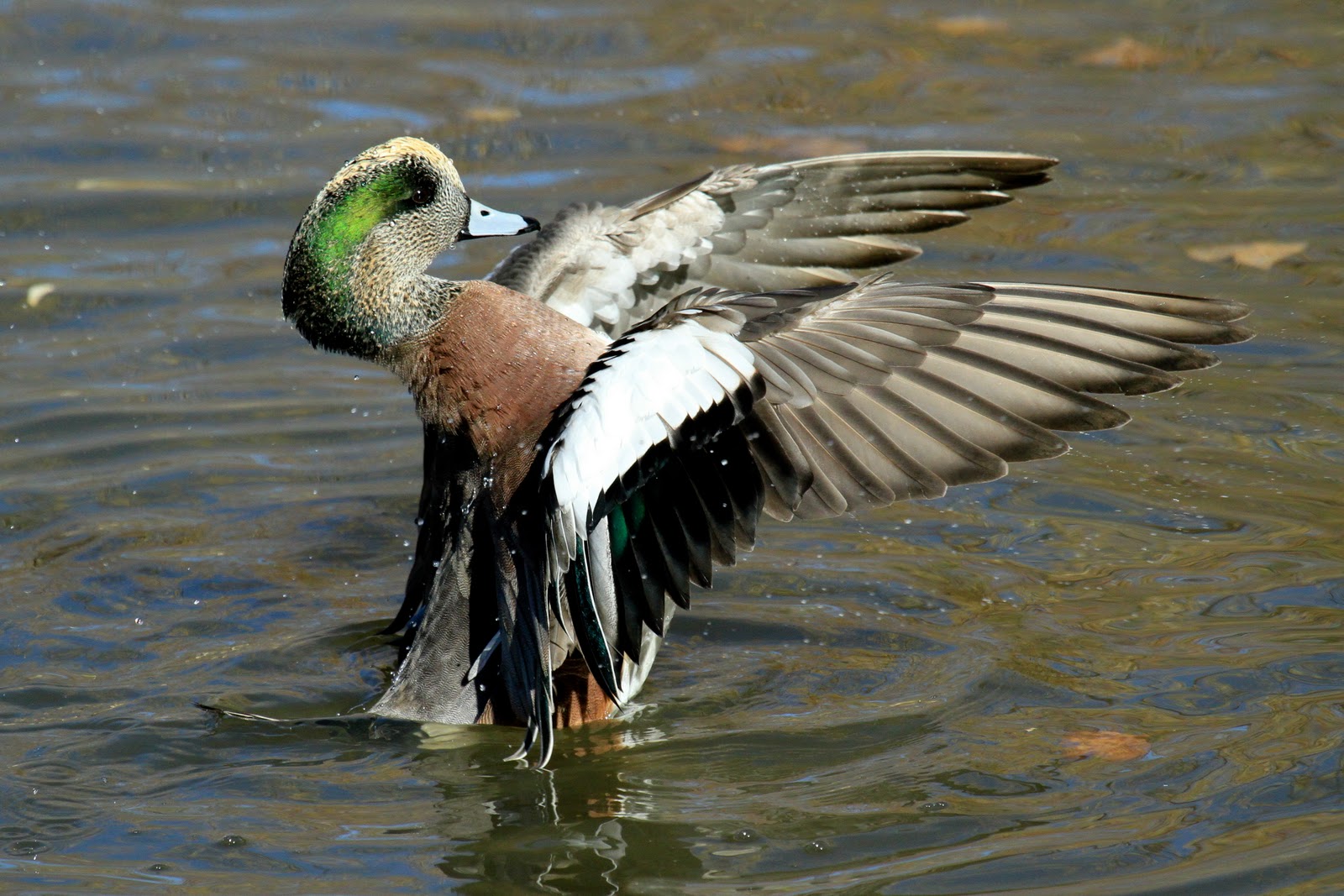 Wings & Wildflowers: American Widgeon