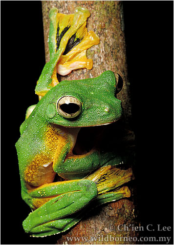 Catatan Saku: Katak Terbang [Wallace's Flying frog]