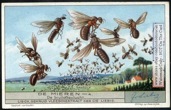 Hormigas Amarillas: Parabiosis y Lestobiosis.