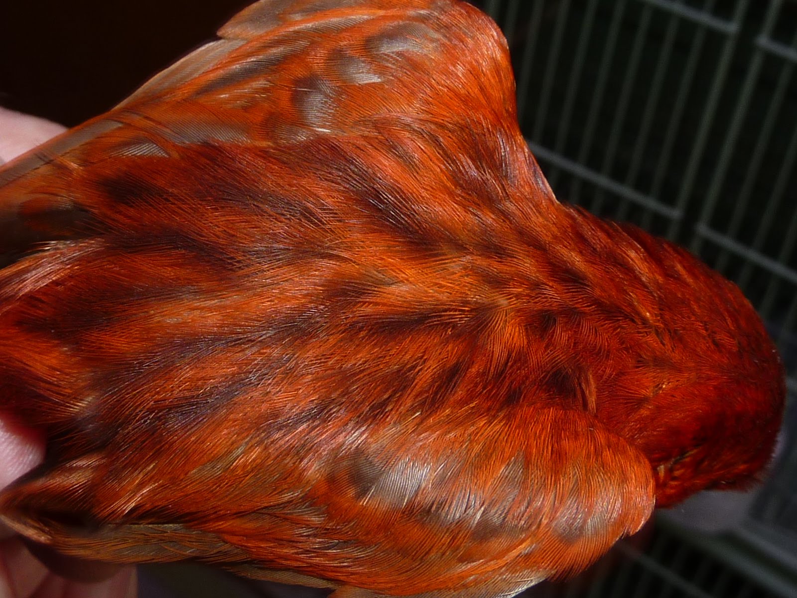CANARIOS BRUNOS ROJOS