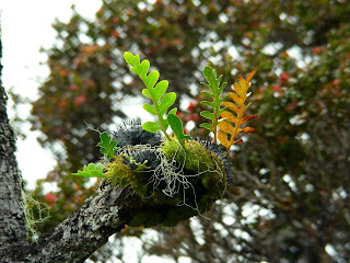 Lecanopteris: Lecanopteris holttumii ' Sulawesi'