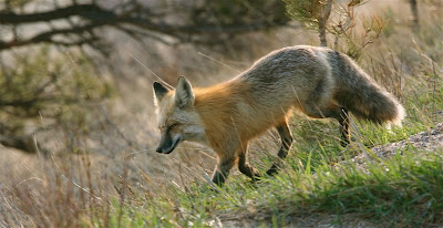 Colorado Lifestyle: Red Fox