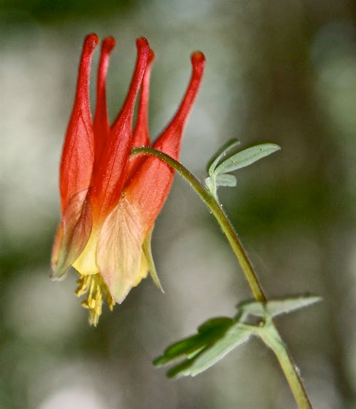 Western Red Columbine