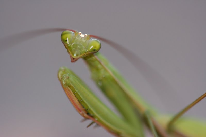 Colorado Lifestyle: Praying Mantis