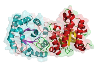 happy_girls: Bioquímica: Enzimas