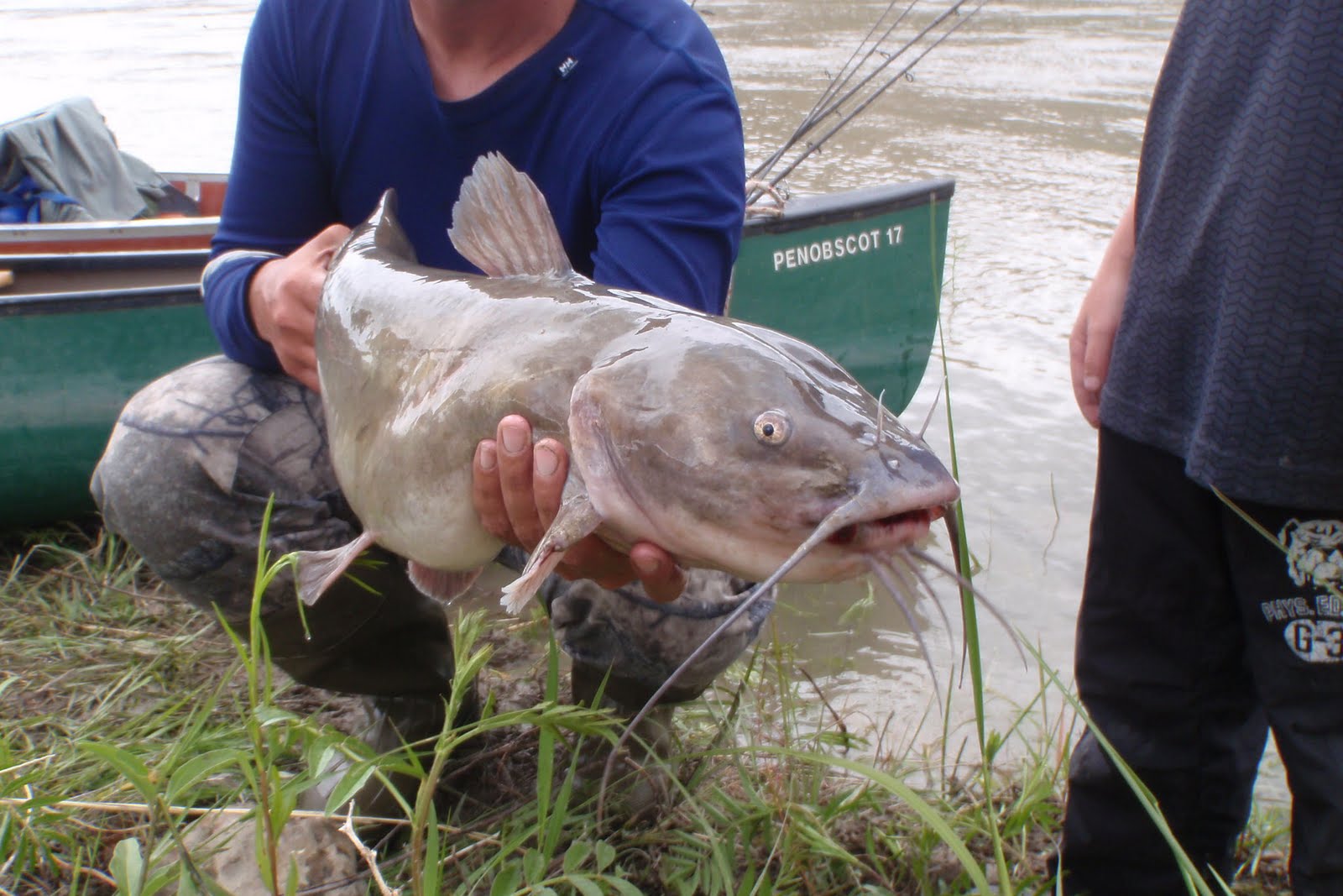 Montana Native Fish: Mr. Whiskers