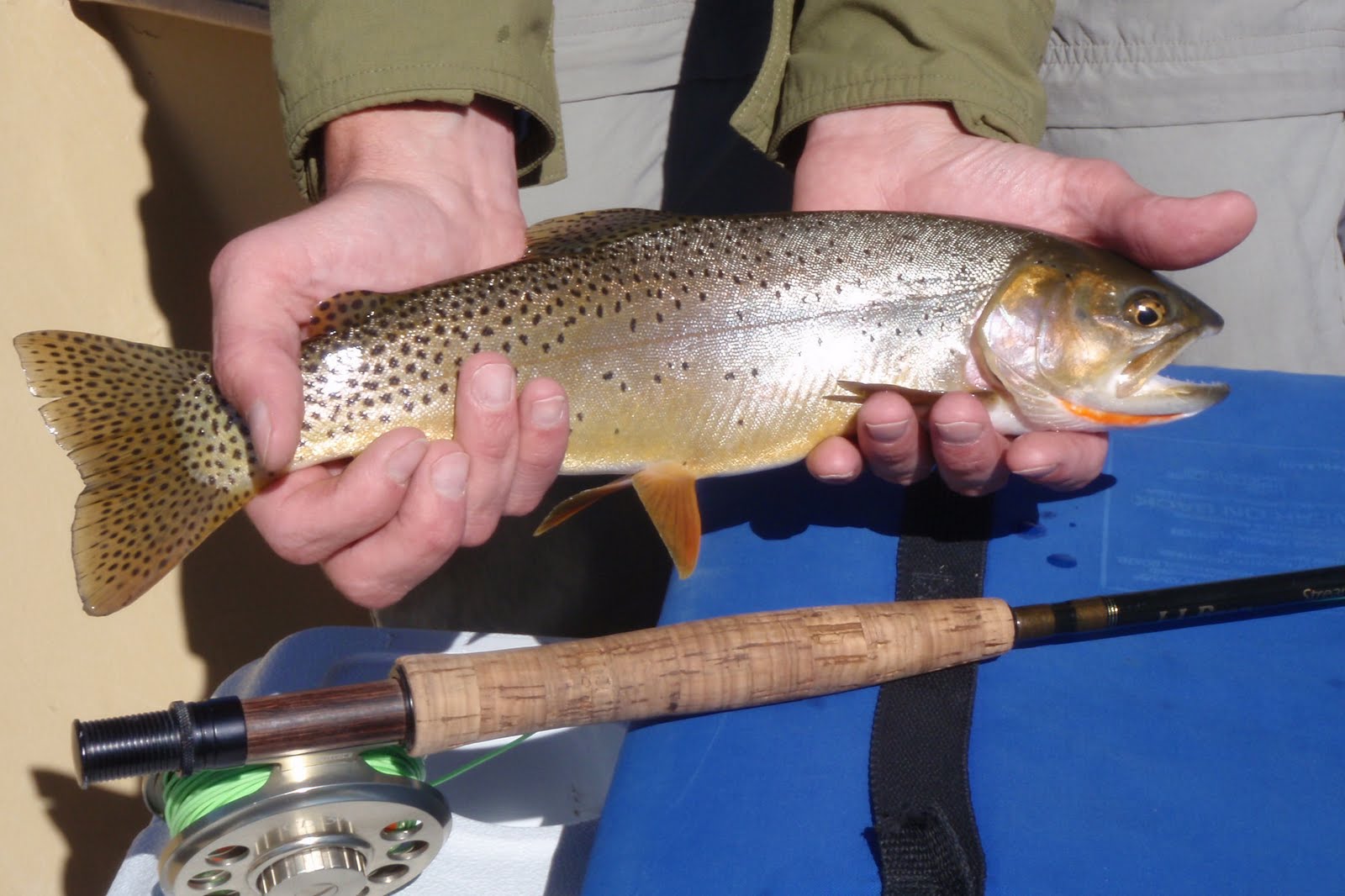 Montana Native Fish: Trip Report: Yellowstone River 9/12/2010