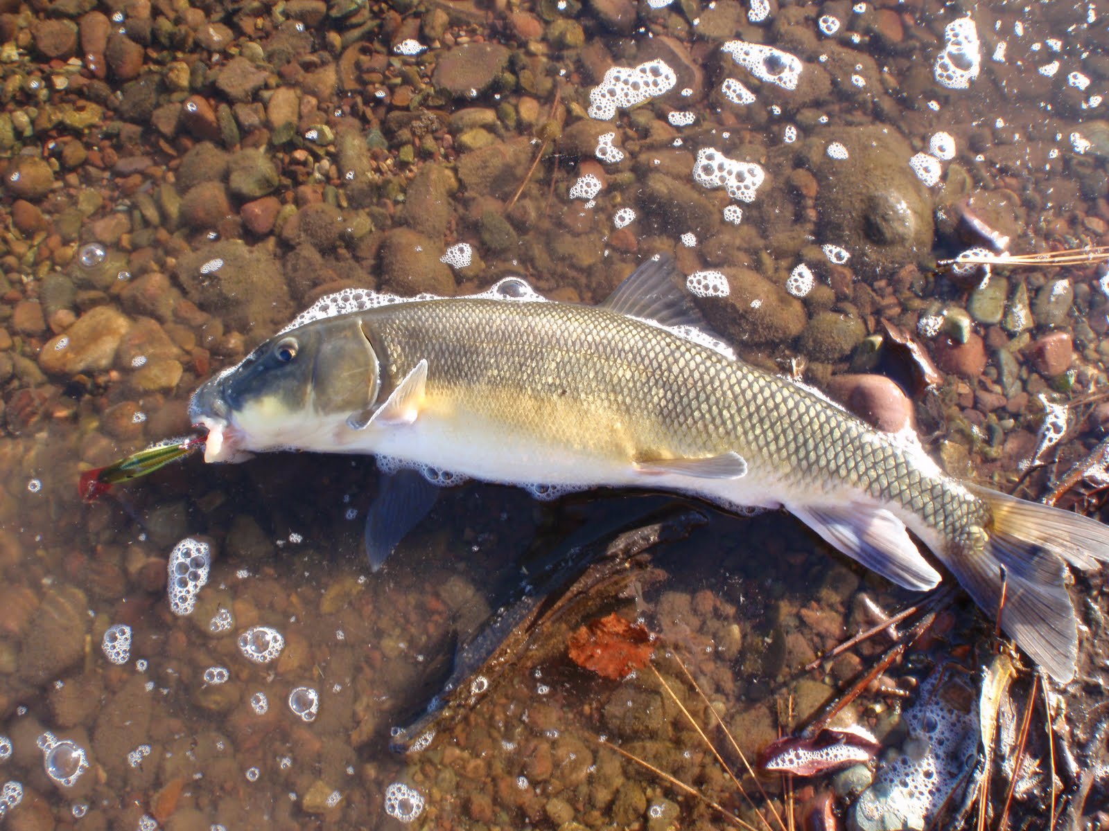 Montana Native Fish: Who's a Sucker?