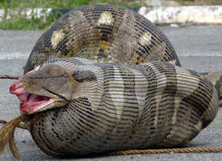 Titanoboa: Worlds Largest Snake "Titanoboa"
