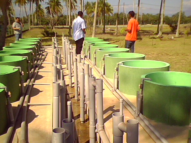 Malaysian Grouper Fishes: The Introduction of Recirculating Aquaculture ...