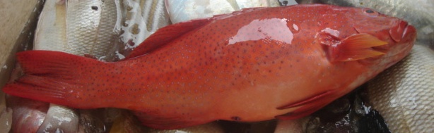 Malaysian Grouper Fishes: Coral Trout, Kerapu Bara, Plectropomus ...