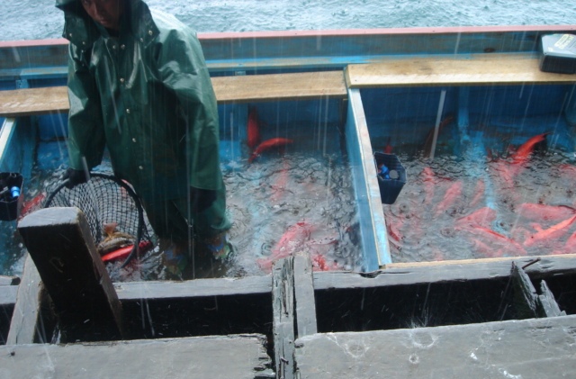 Malaysian Grouper Fishes: Coral Trout, Kerapu Bara, Plectropomus ...