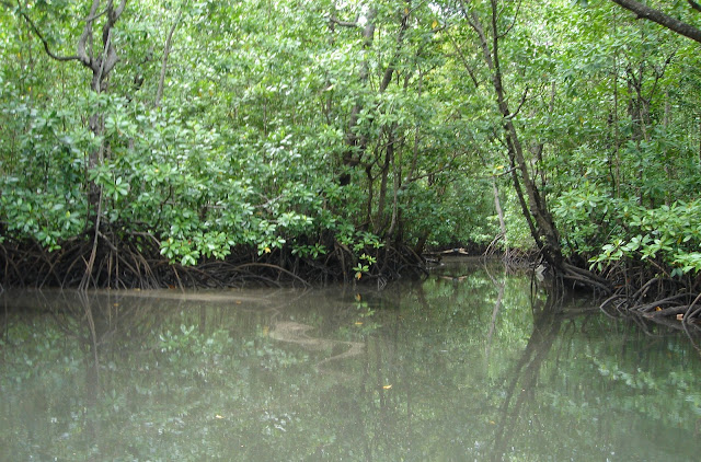 Malaysian Grouper Fishes: Orange Spotted Grouper, Kerapu Pinang ...