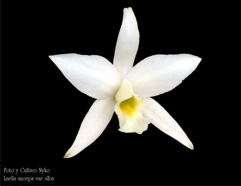 COOKARA ORQUÍDEAS: Laelia Anceps var. Alba
