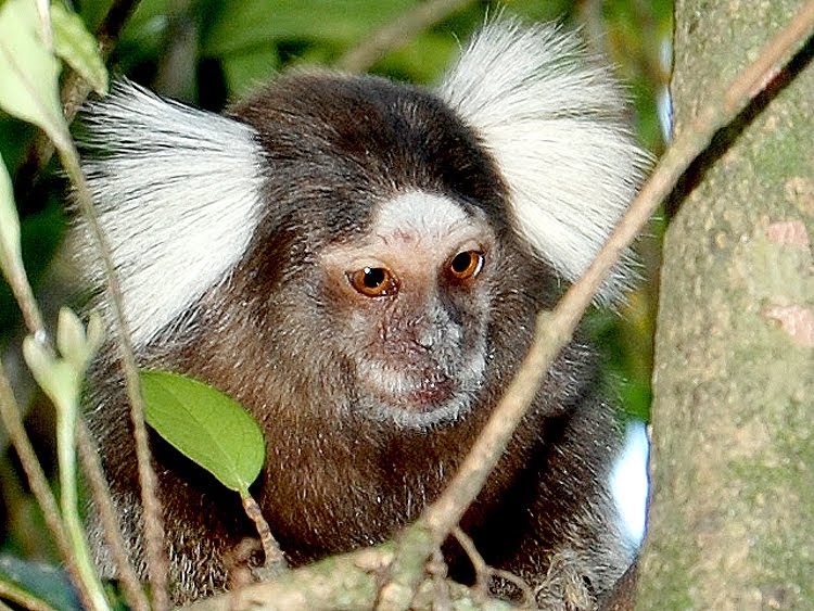 COISA DE ZOOTECNISTA: Como Criar Sagui