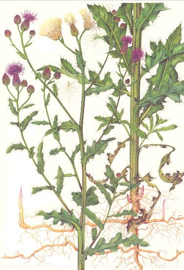 Gyomnövények: mezei aszat