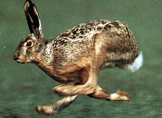 Mamíferos Logomorfos: Lebres