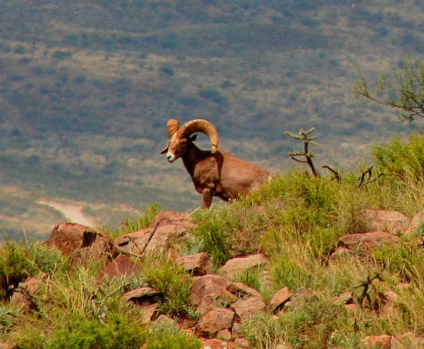 BOHEMIAN adventures: Memories of West Texas heaven