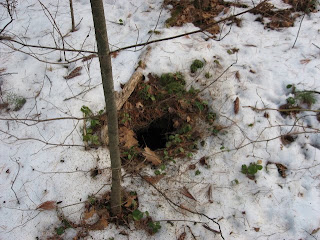 Animal Trackers of New England: Porcupine dens