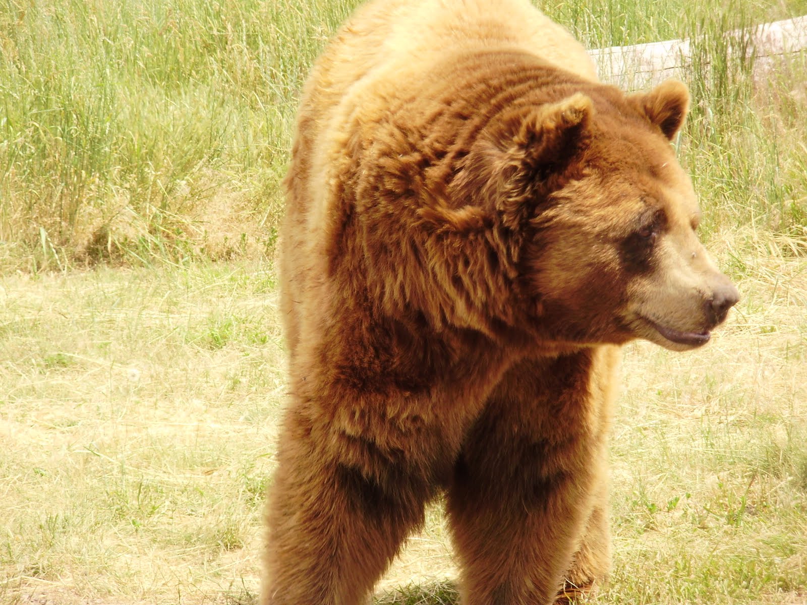 Life at 55 mph: Bear Country USA in Rapid City, South Dakota - a drive ...