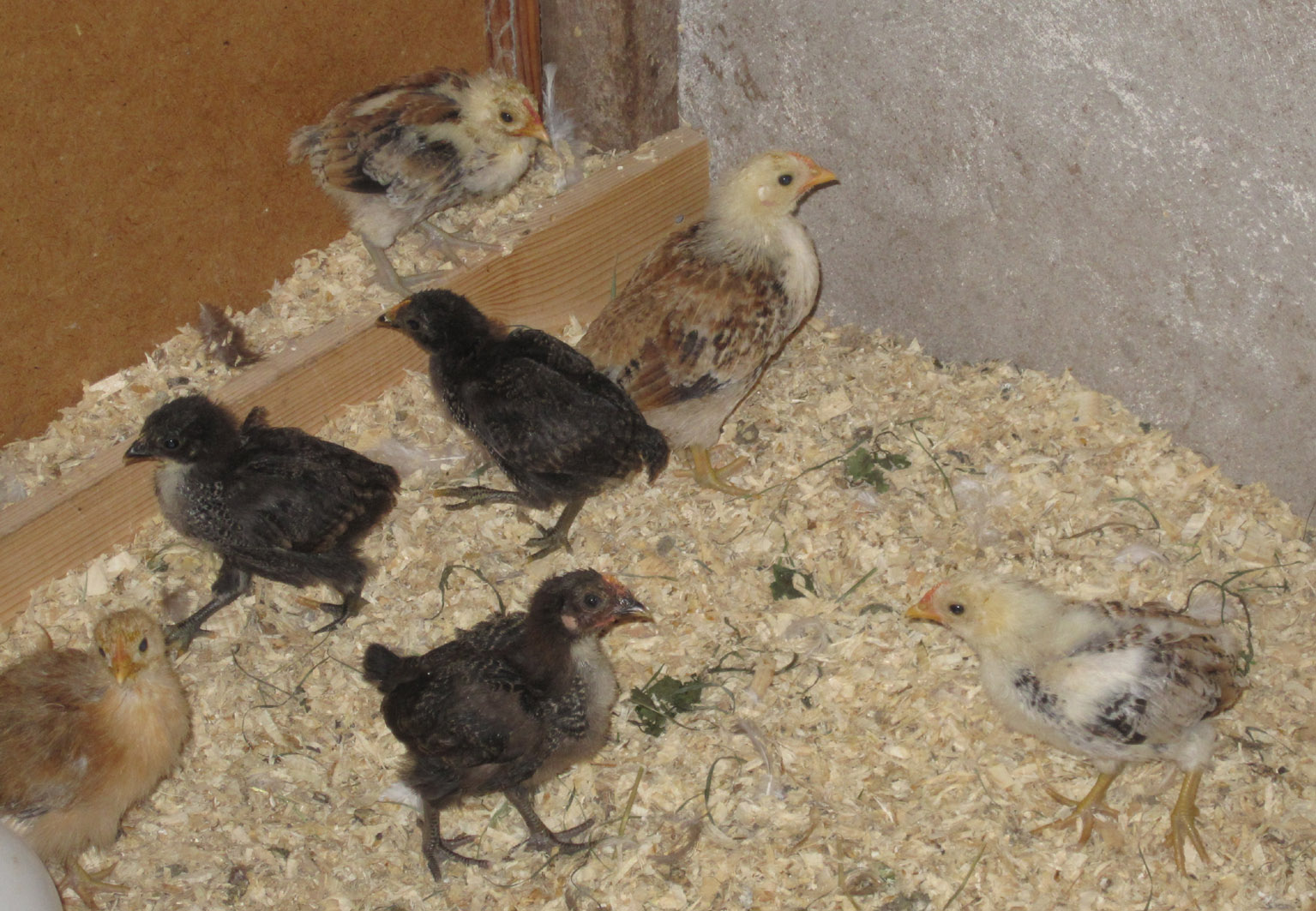 Fru Purjo fixar: Borttappad kyckling