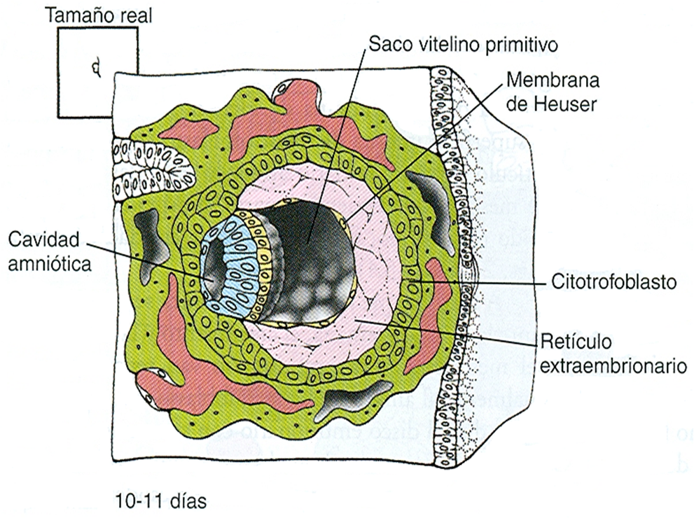 Los dinosaurios: PRIMERA SEMANA DE DESARROLLO