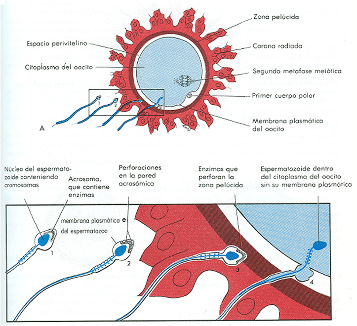 Los dinosaurios: PRIMERA SEMANA DE DESARROLLO
