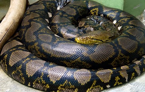 El ojo del buitre: Serpientes - Pitón