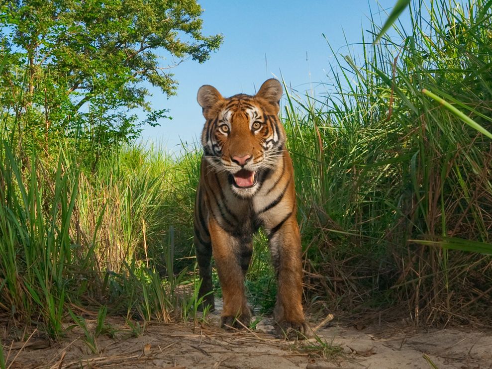 El ojo del buitre: Felinos - Tigre