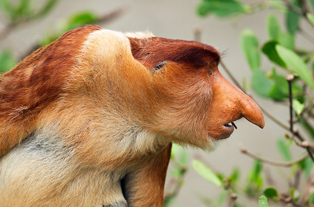 El ojo del buitre: Mono Narigudo