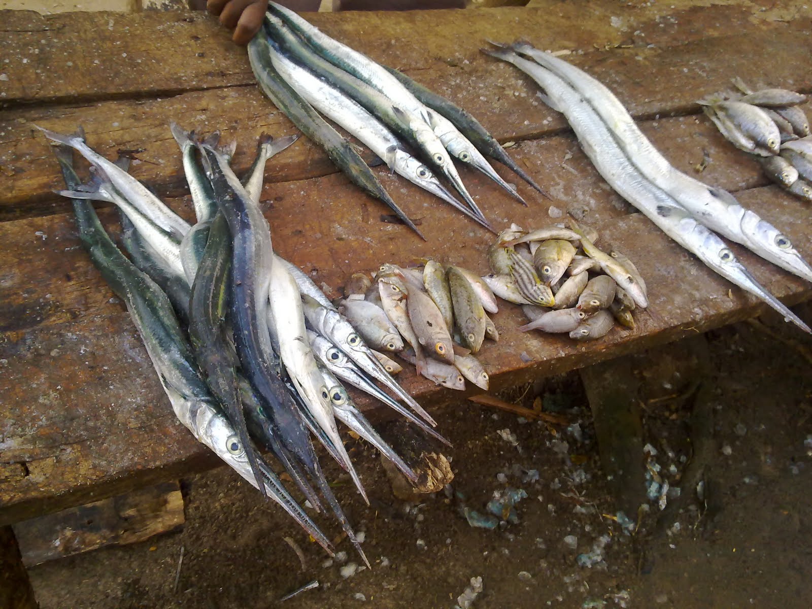 ANKO MO NA VIJIMAMBO VYA TANGA: DEEP SEA- SOKO MAARUFU KWA SAMAKI ...